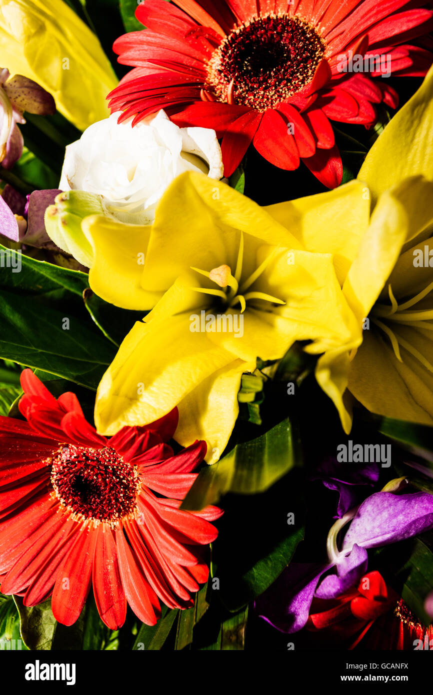 Fruit scented roses hi-res stock photography and images - Alamy