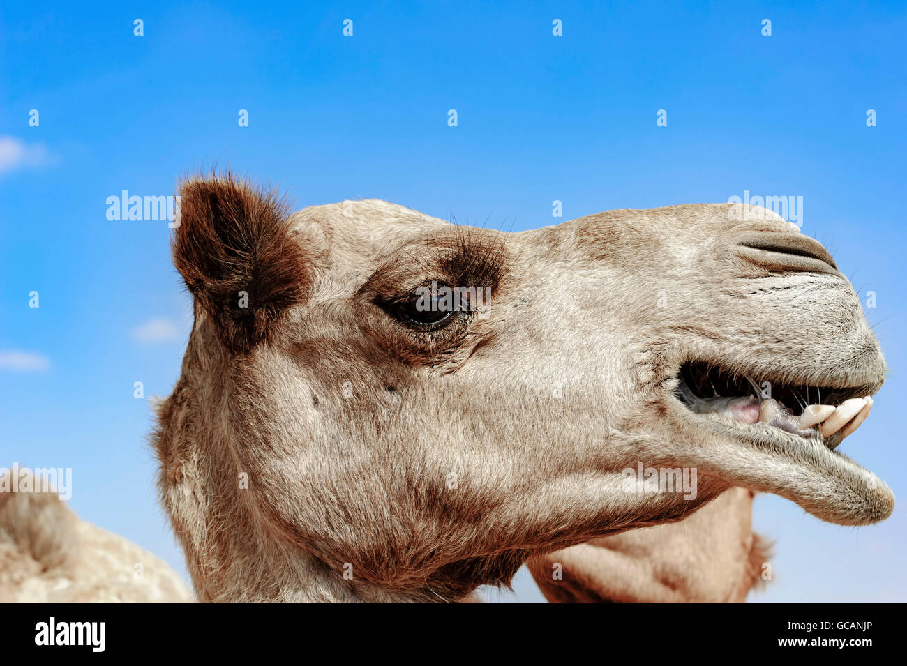 Camel Tooth Teeth Camels Stock Photos & Camel Tooth Teeth Camels Stock ...