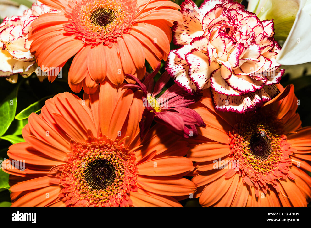 Gerberas and Carnation flowers together in a single bunch close up ...
