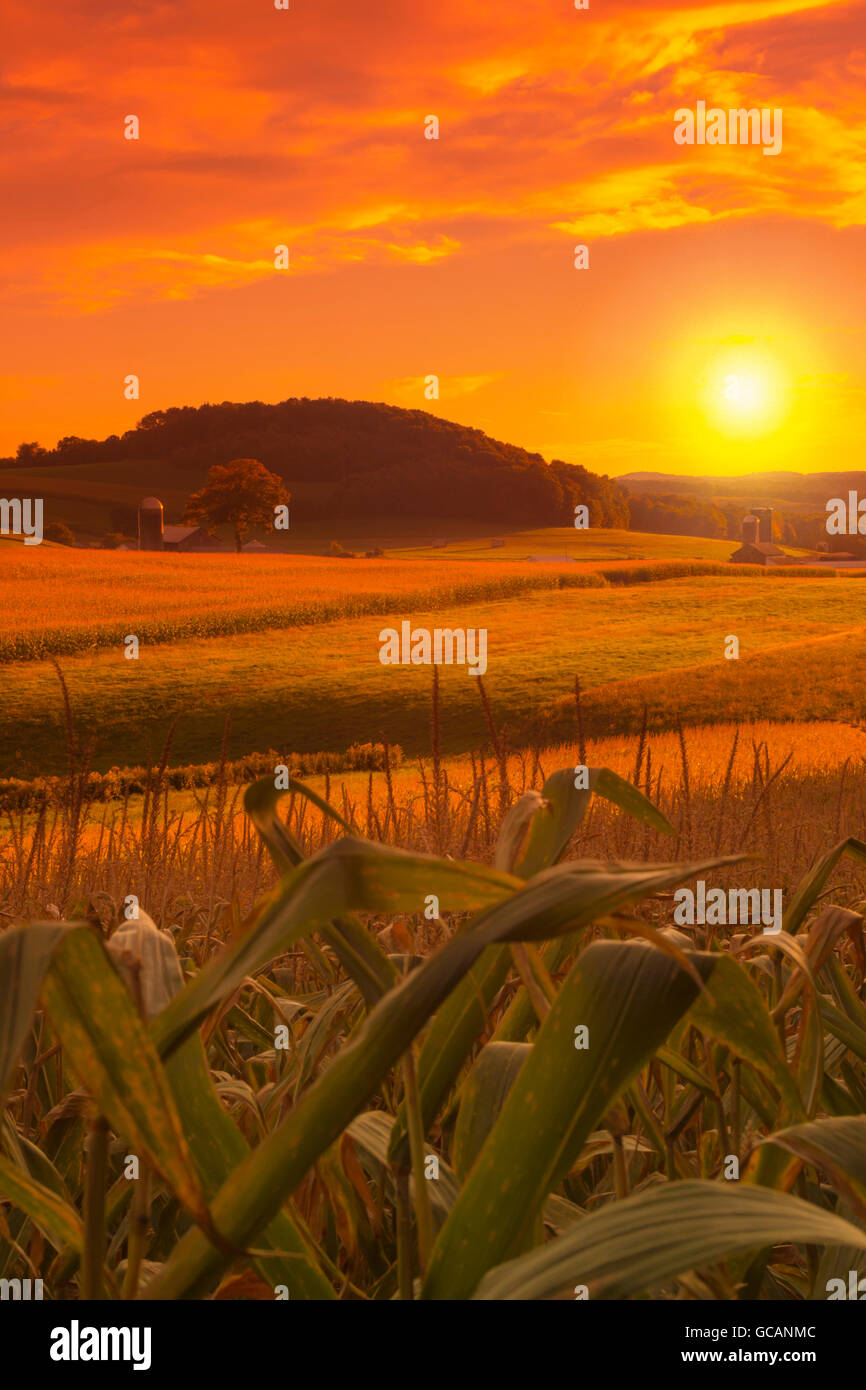 RIPE CORN STALKS CORNFIELD BROOKVILLE JEFFERSON COUNTY PENNSYLVANIA USA ...