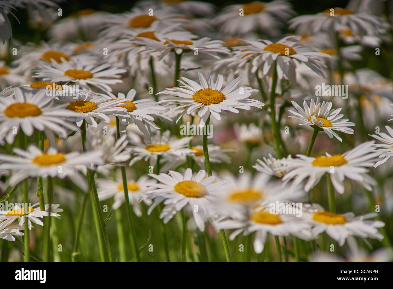Leucanthemum superbum Shasta daisy daisies in full bloom Stock Photo ...