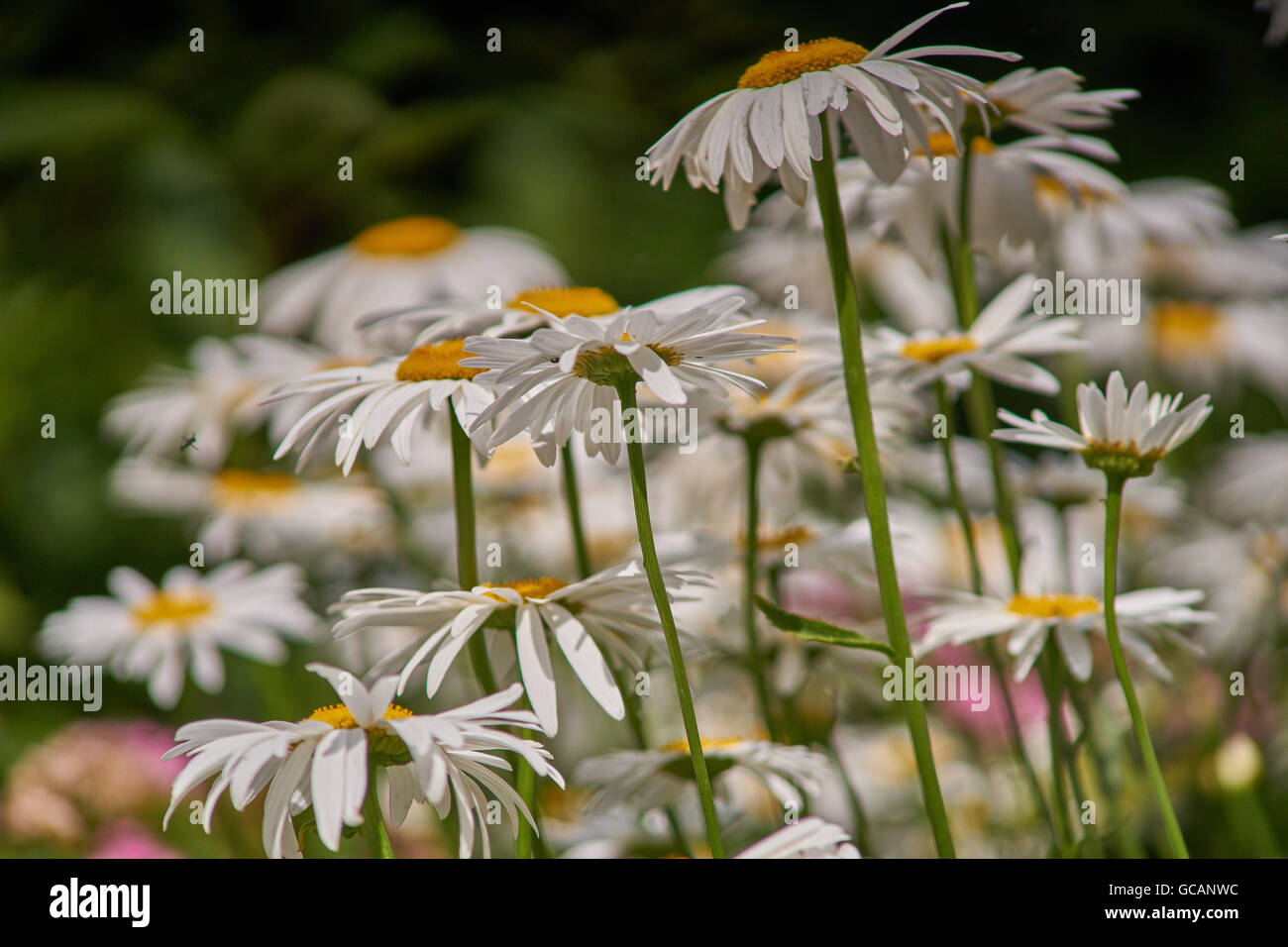 Leucanthemum superbum Shasta daisy daisies in full bloom Stock Photo ...