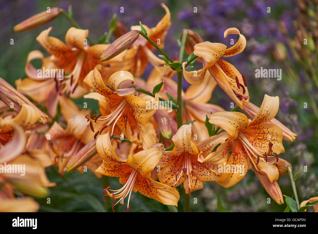 Blooming orange lily lilies in cluster Lilium Madrid Stock Photo - Alamy