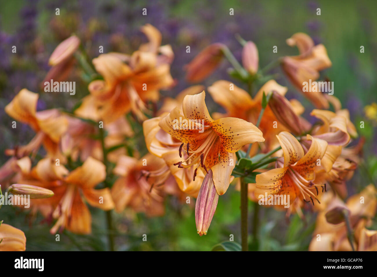 Cluster lily hi-res stock photography and images - Alamy