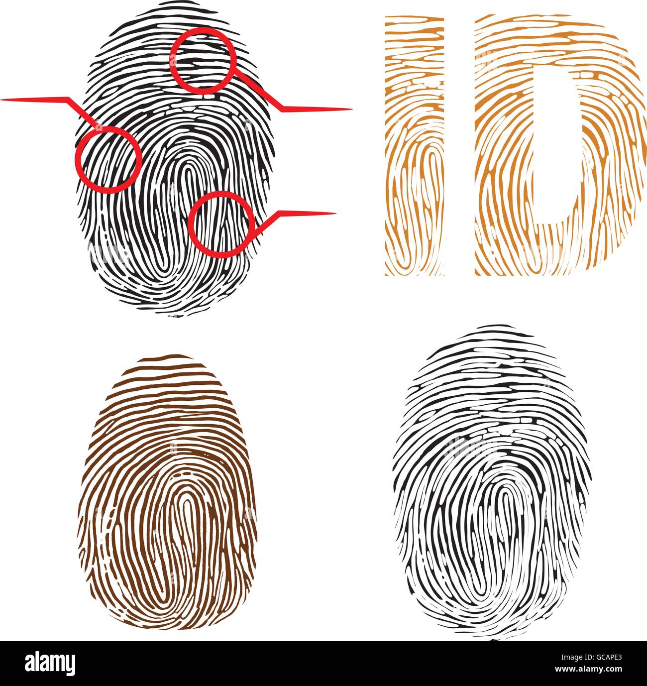 Fingerprints. Vector Illustrator eps 10 Stock Vector Image & Art - Alamy