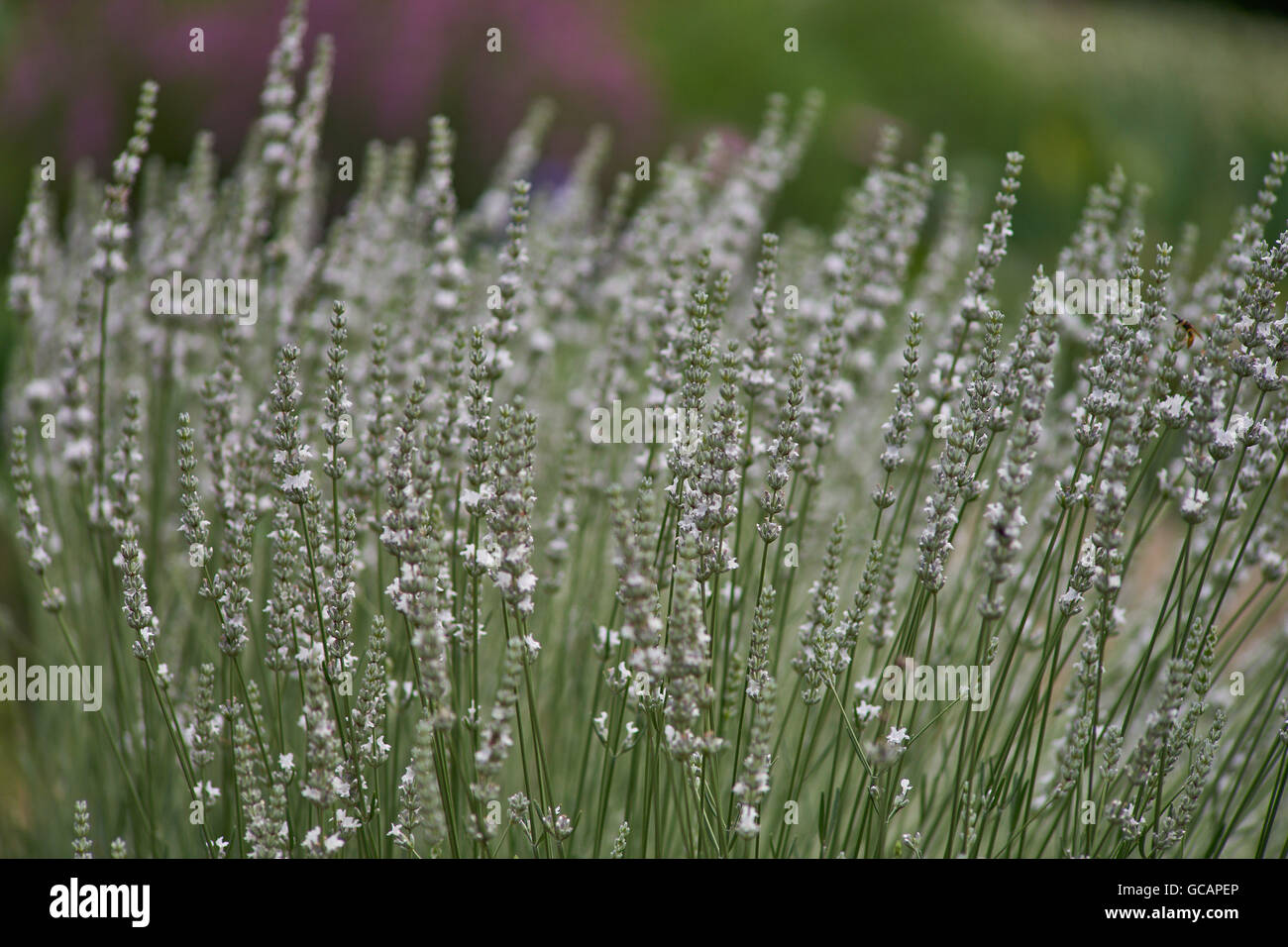 White lavandula hi-res stock photography and images - Alamy