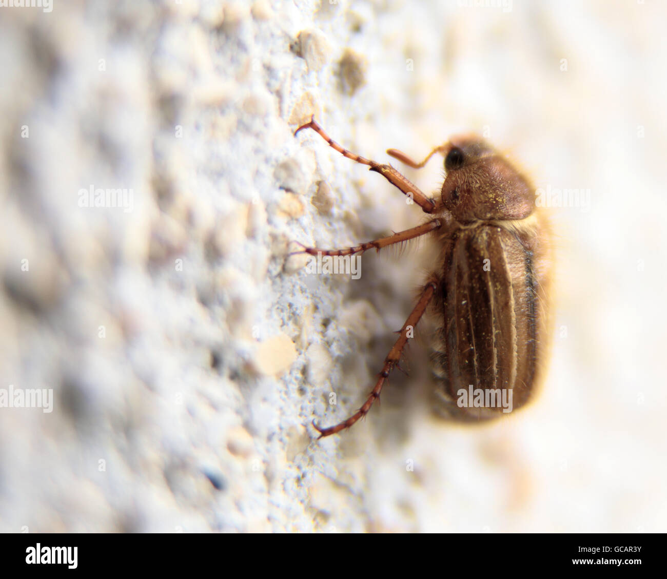 May bug cockchafer on yellow hi-res stock photography and images - Alamy