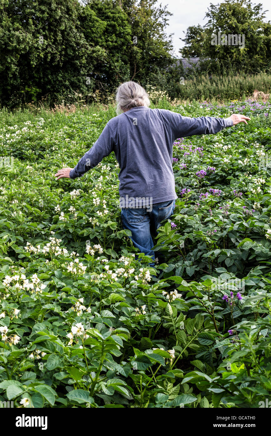 Farmer walking between rows of potato plants Stock Photo - Alamy