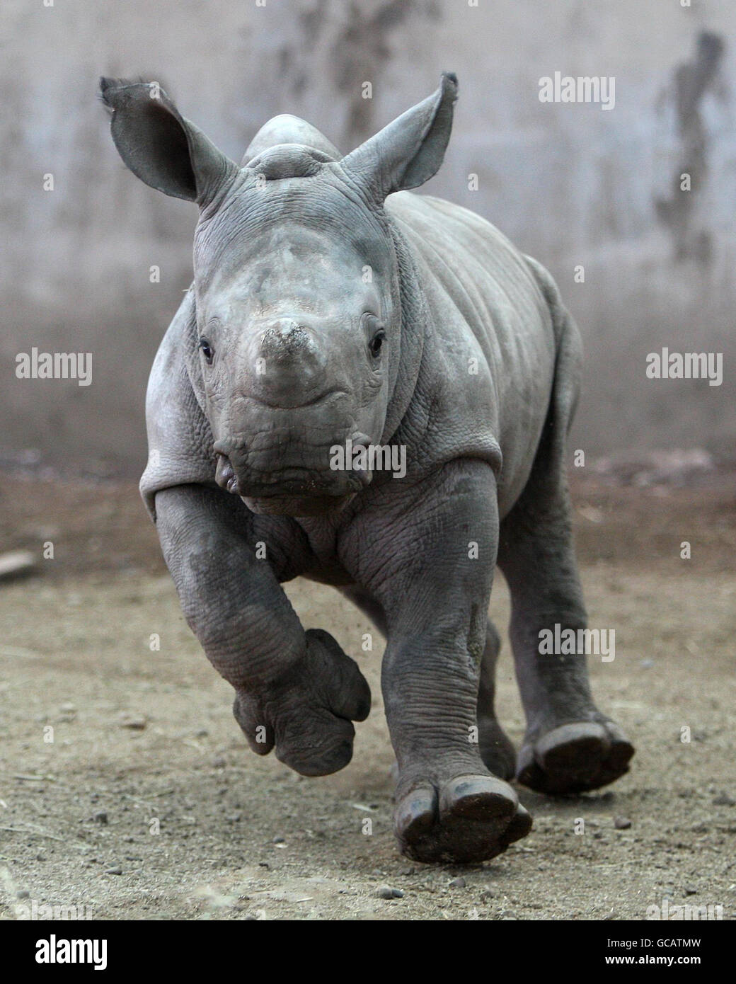 Baby white rhino calf hi-res stock photography and images - Alamy