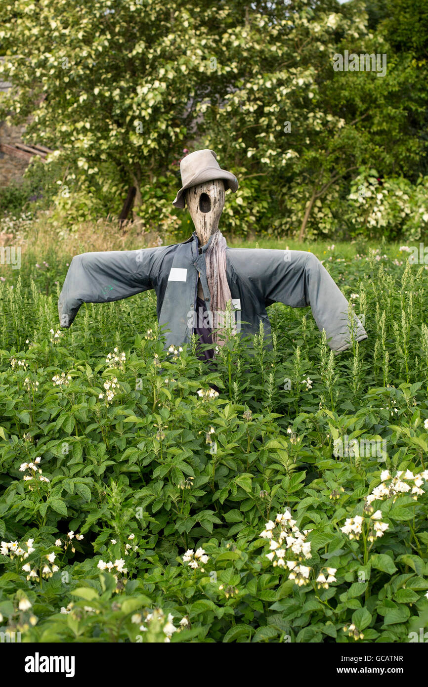 Potato Field Ireland High Resolution Stock Photography and Images - Alamy