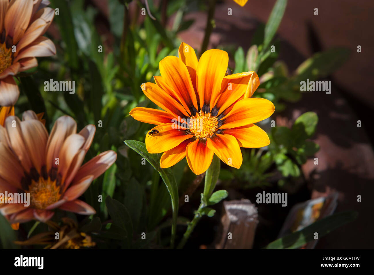 Gazania pot hi-res stock photography and images - Alamy