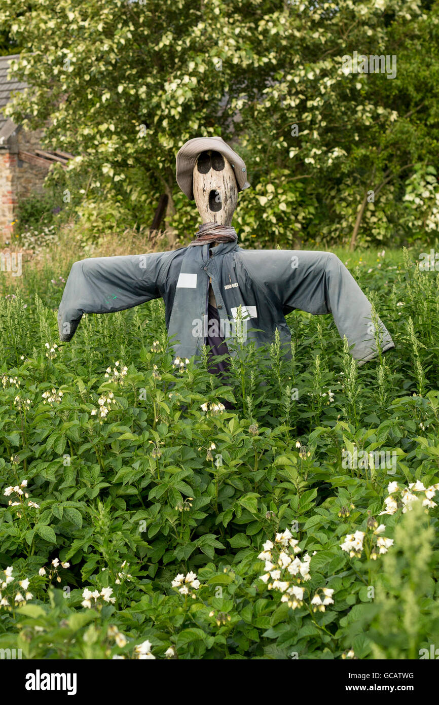Scarecrow in potato field Ireland Stock Photo - Alamy