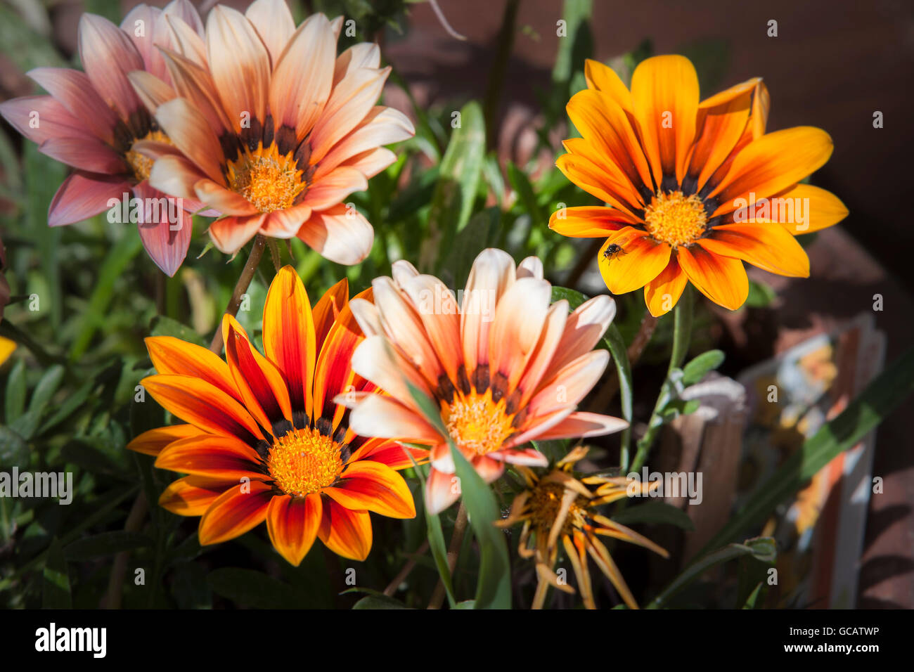 Gazania pot hi-res stock photography and images - Alamy