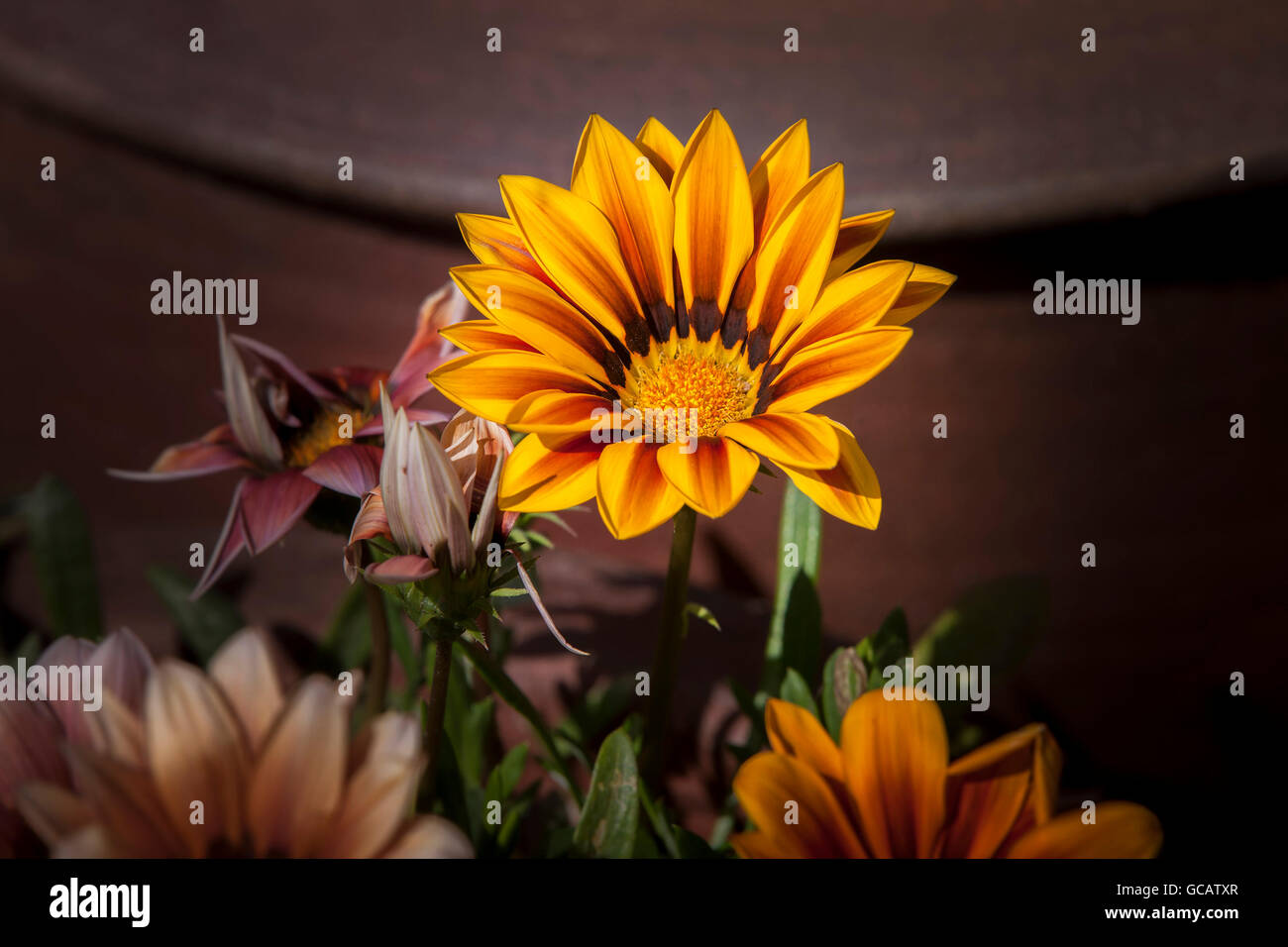 Gazania In Pot High Resolution Stock Photography and Images - Alamy