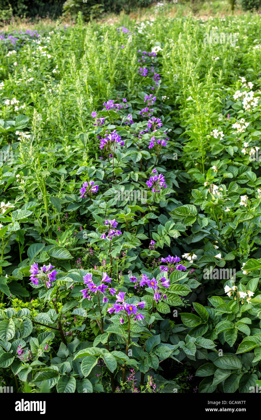 Potato plants hi-res stock photography and images - Alamy