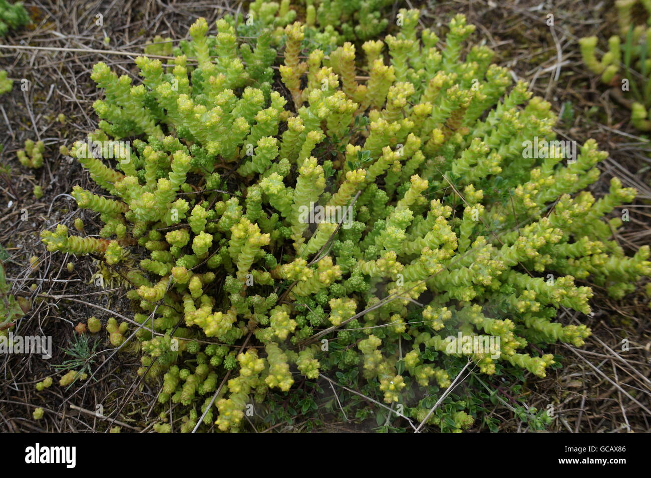 Steppe. Treeless, poor moisture and generally flat area with grassy ...