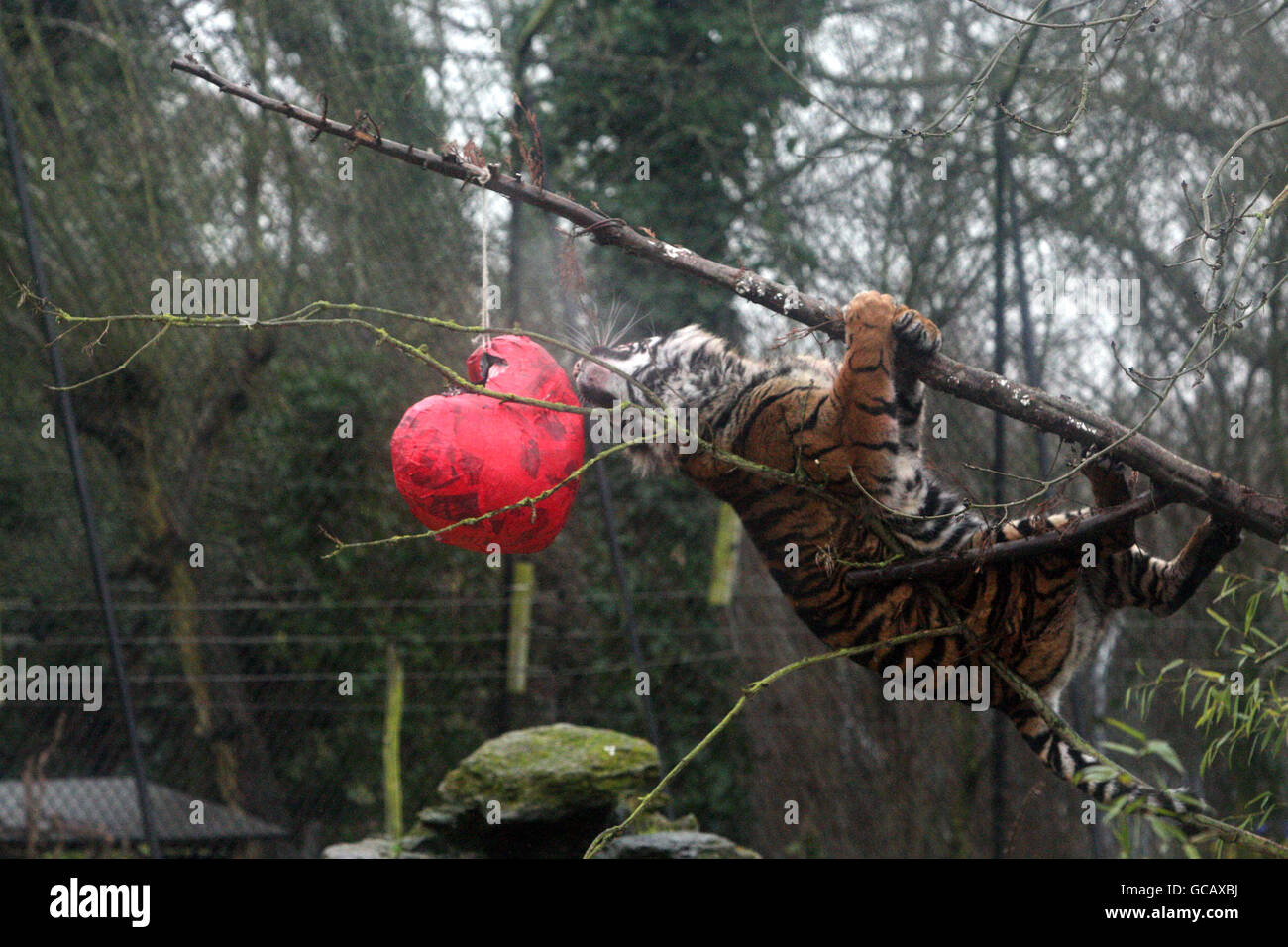 Tigers at Chessington World of Adventures Stock Photo - Alamy