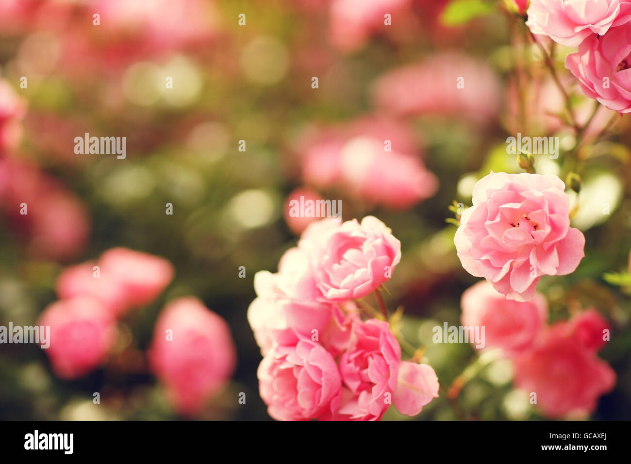 pink roses bushes Stock Photo - Alamy