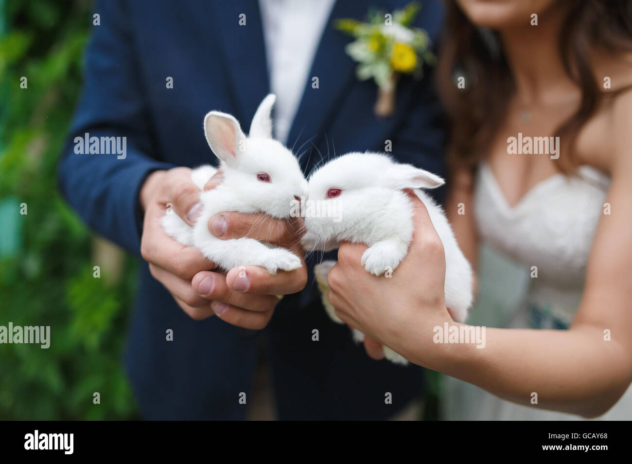 The rabbits wedding hi-res stock photography and images - Alamy