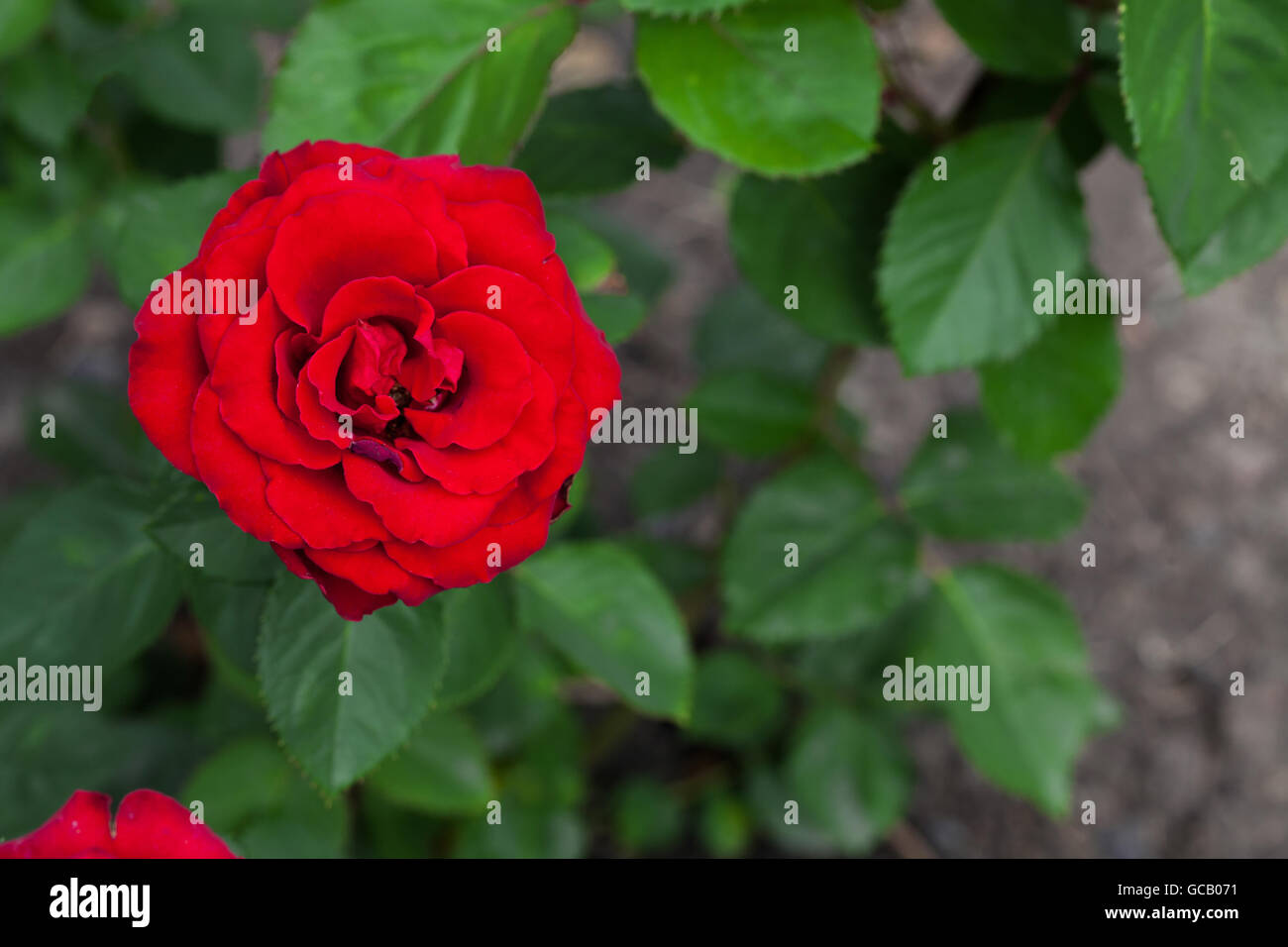 One big red rose in garden, top view, with copyspace Stock Photo - Alamy