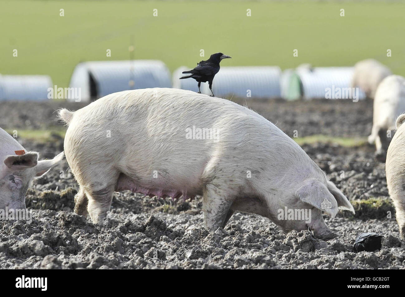 Pig rides hi-res stock photography and images - Alamy