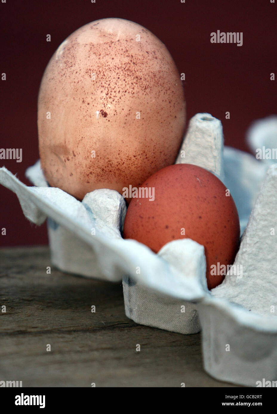 Next to a normal sized egg hi-res stock photography and images - Alamy