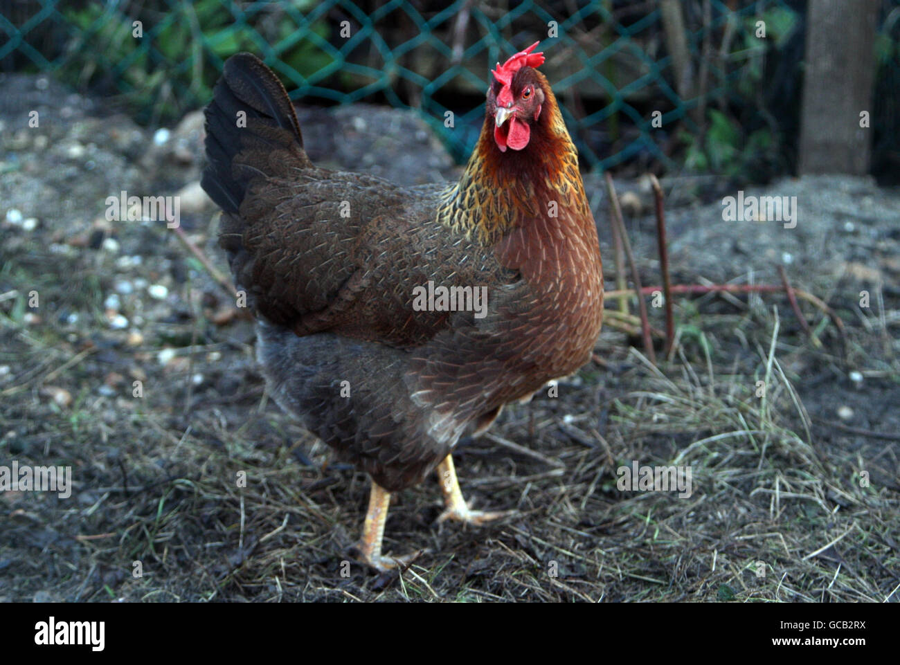 Pet Hen Matilda owed by by Mark Cornish from Ipswich, Suffolk, who has ...