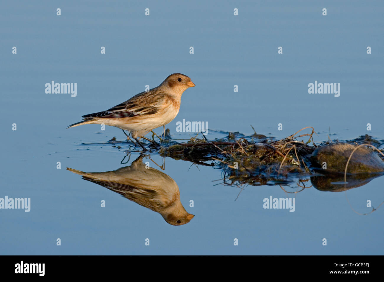 White shingle wall hi-res stock photography and images - Alamy