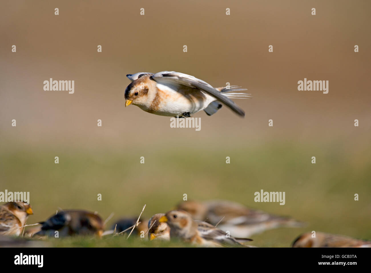 Snow bunting in flight bird hi-res stock photography and images - Alamy