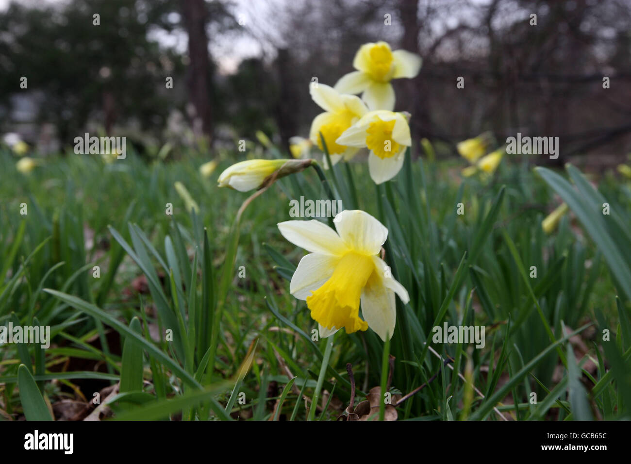 Spring flowers start to appear at Kew Gardens in West London Stock ...