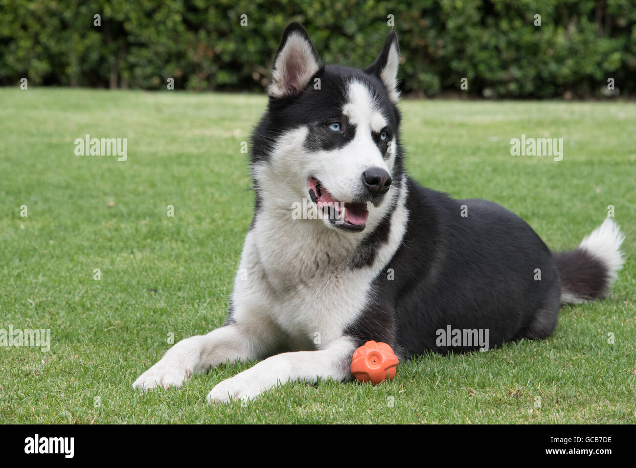 Husky laying down hi-res stock photography and images - Alamy