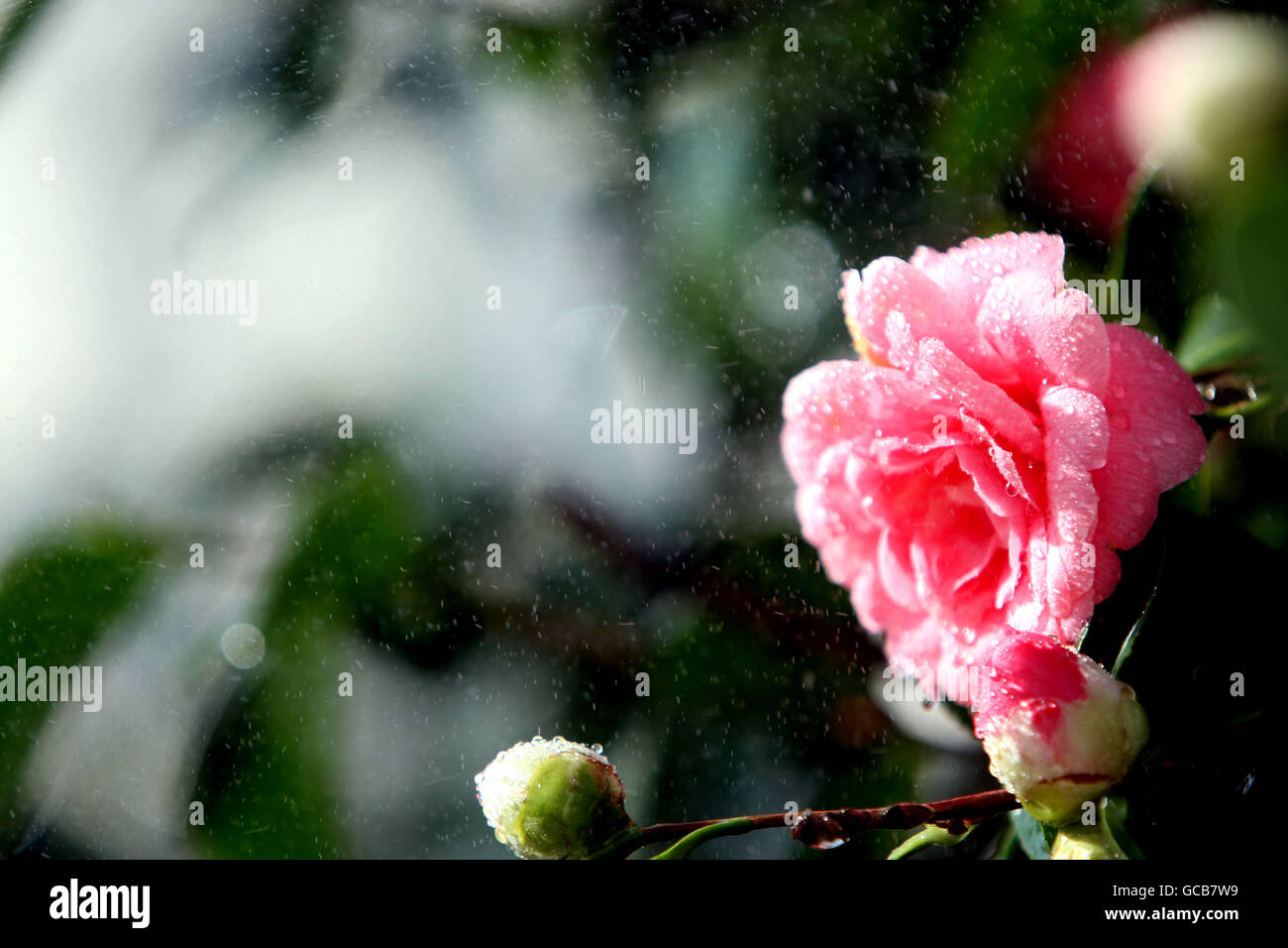 "Middlemist's red" camellia Stock Photo - Alamy