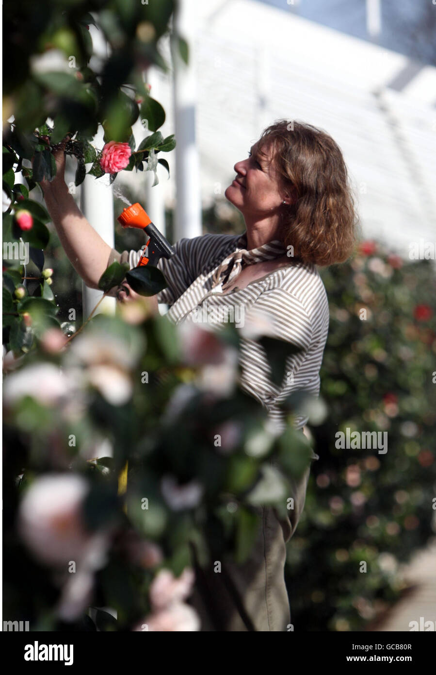 'Middlemist's red' camellia Stock Photo - Alamy