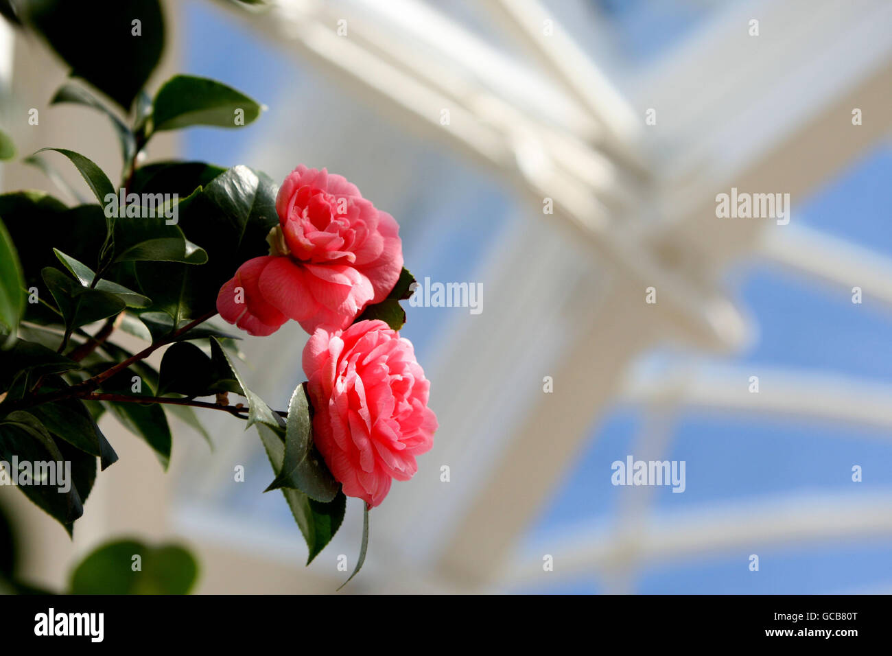 Middlemist’s red camellia hi-res stock photography and images - Alamy