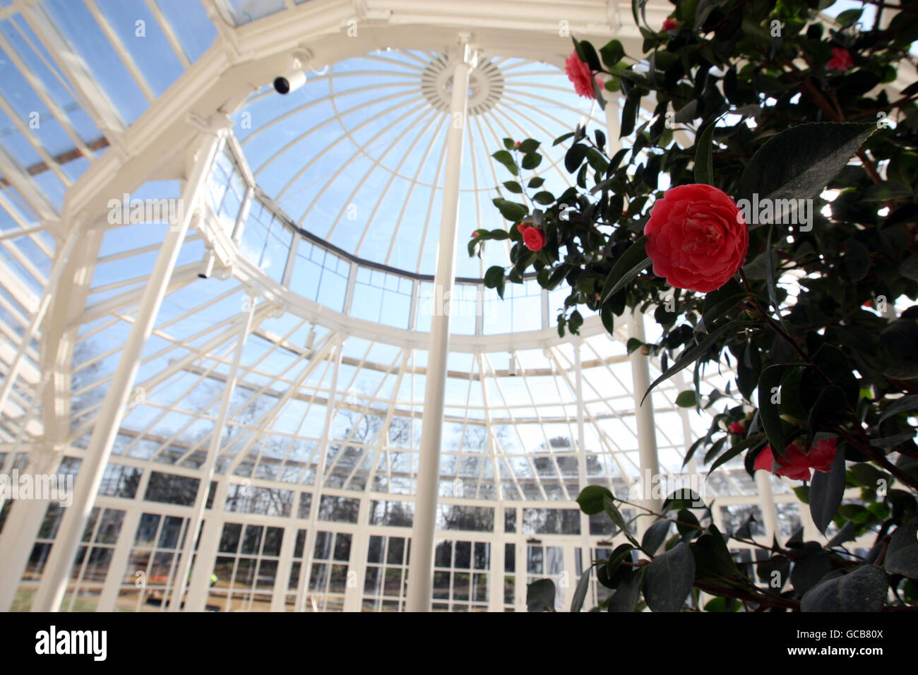 A "Middlemist's red" camellia, thought to be one of only two examples ...