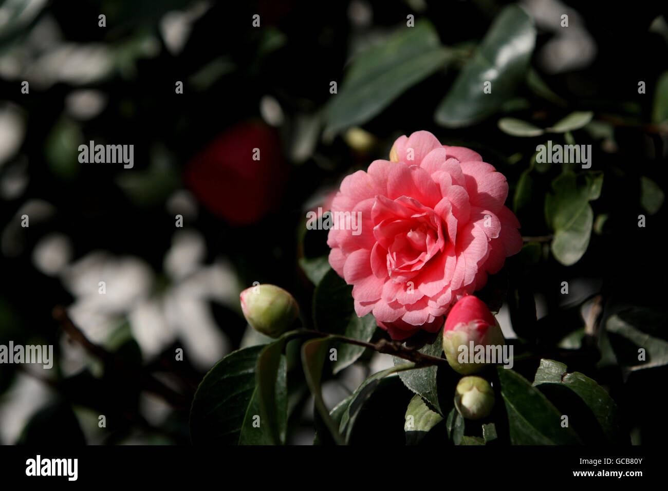 'Middlemist's red' camellia Stock Photo - Alamy