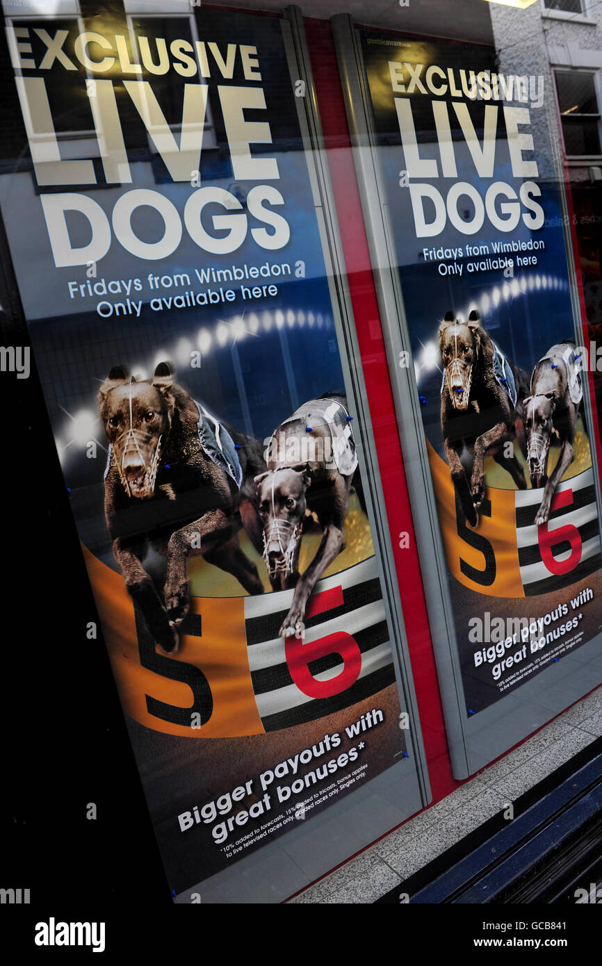 Dogs greyhound general view hi-res stock photography and images - Alamy