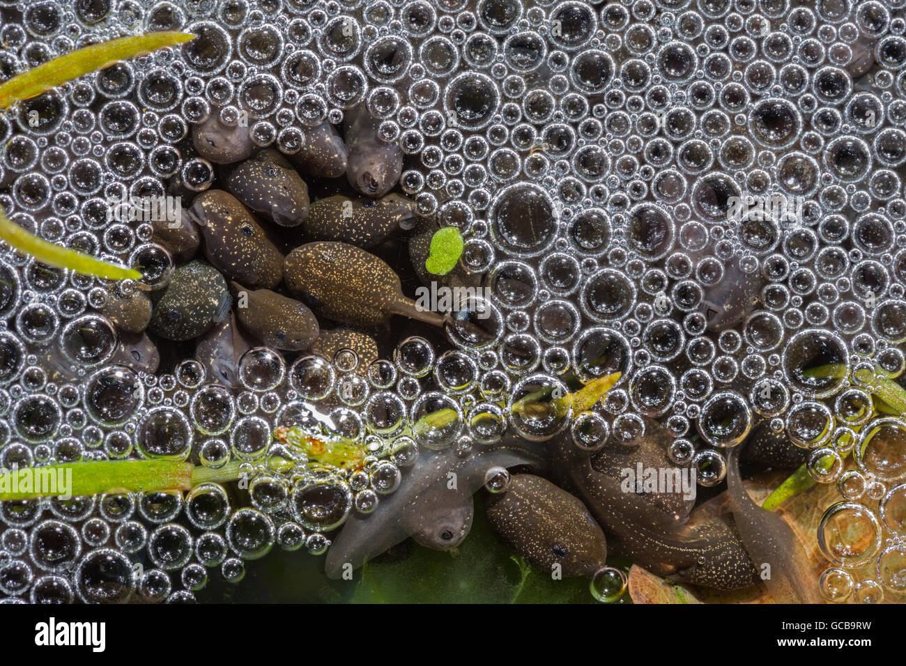 Tadpoles in a garden pond Stock Photo - Alamy