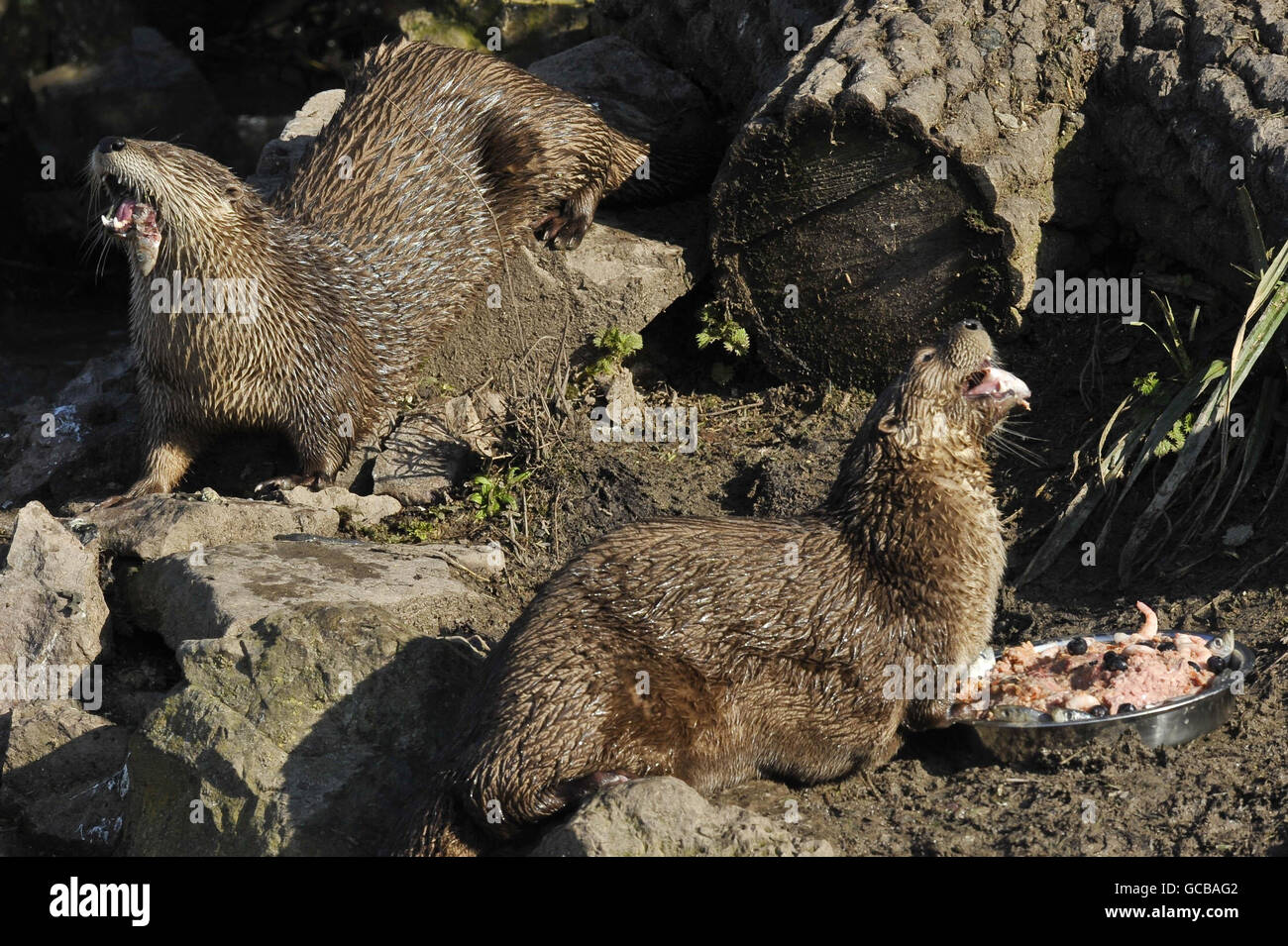 North American River Otter cubs first birthday Stock Photo - Alamy