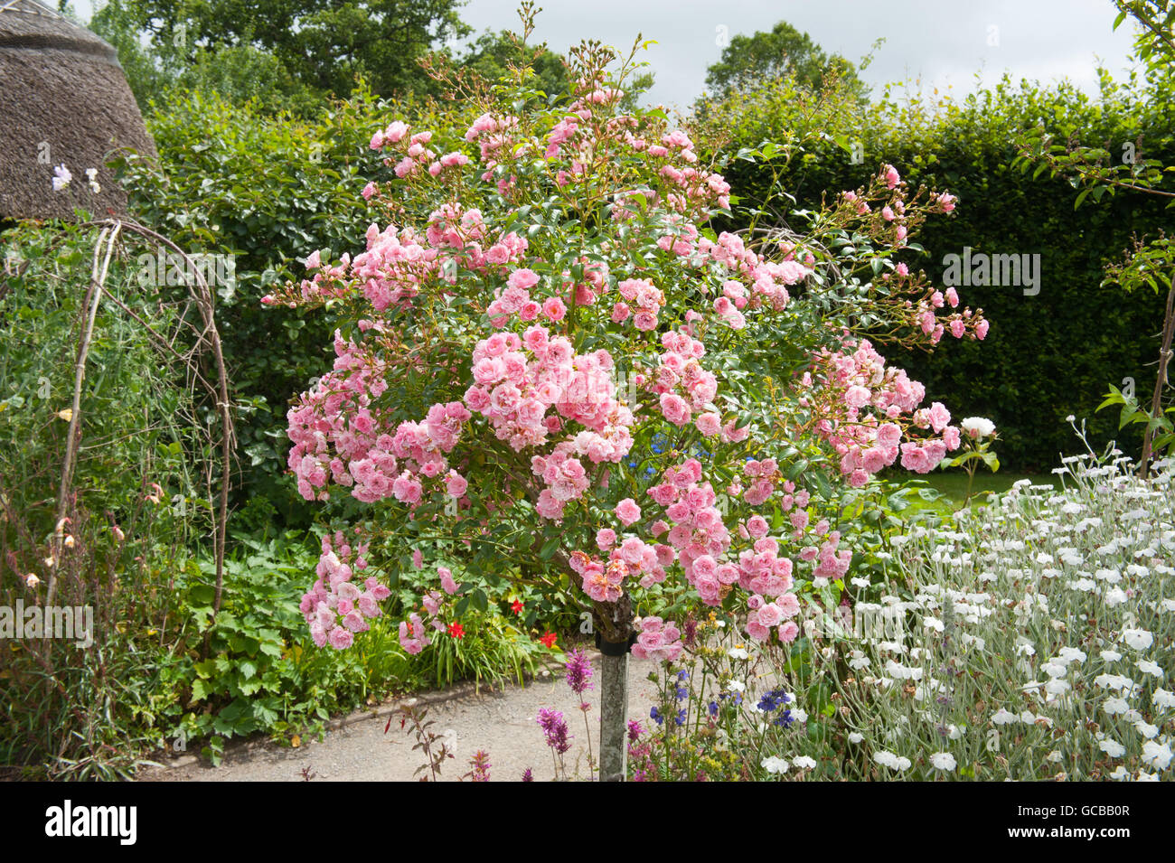 Pink Flowering Tree Rose (Rosa) in the Cottage Garden at RHS Rosemoor ...