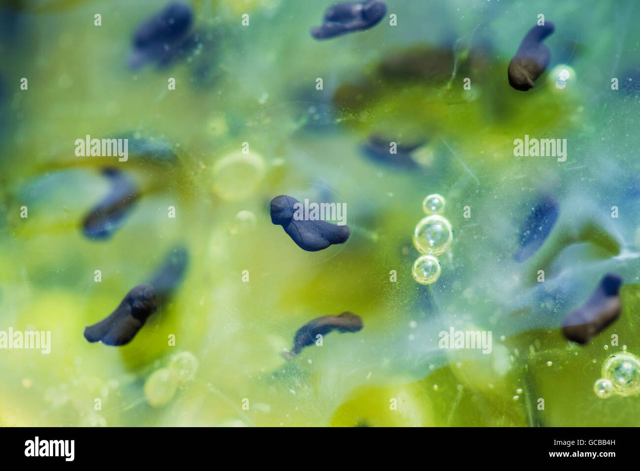 Frog spawn and tadpoles hi-res stock photography and images - Alamy