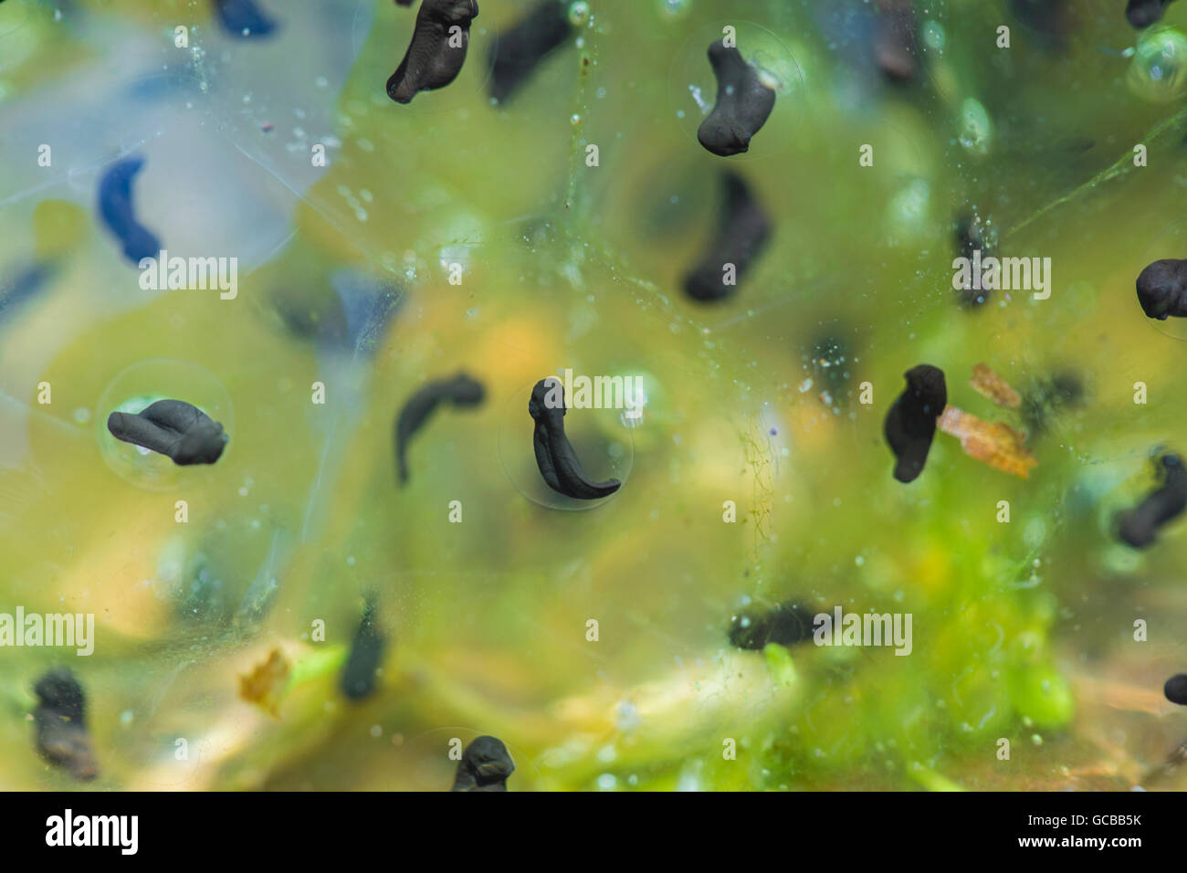 Slimy frog hi-res stock photography and images - Alamy