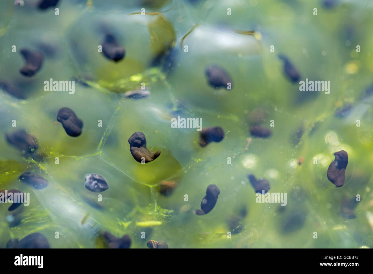 Spawn amphibian wildlife hi-res stock photography and images - Alamy