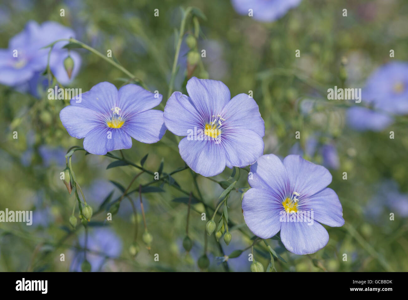 blue flax flowers in garden Stock Photo - Alamy
