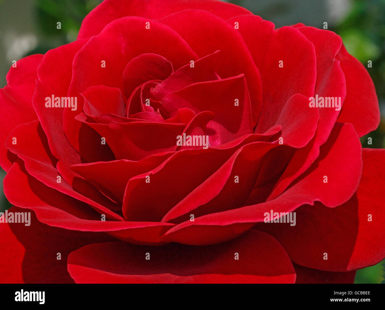 Red rose flower with petals hi-res stock photography and images - Alamy