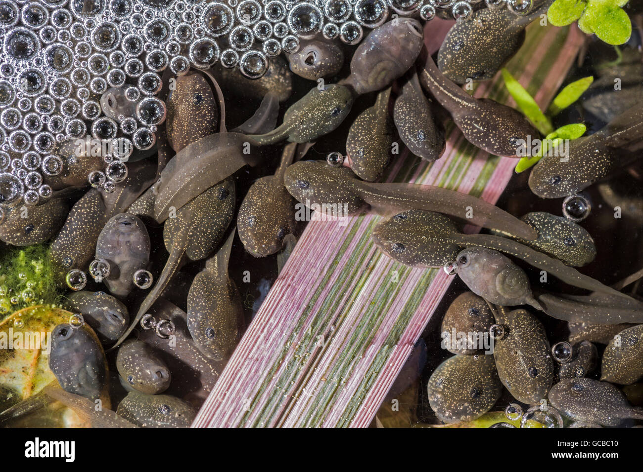Tadpoles in a garden pond Stock Photo - Alamy