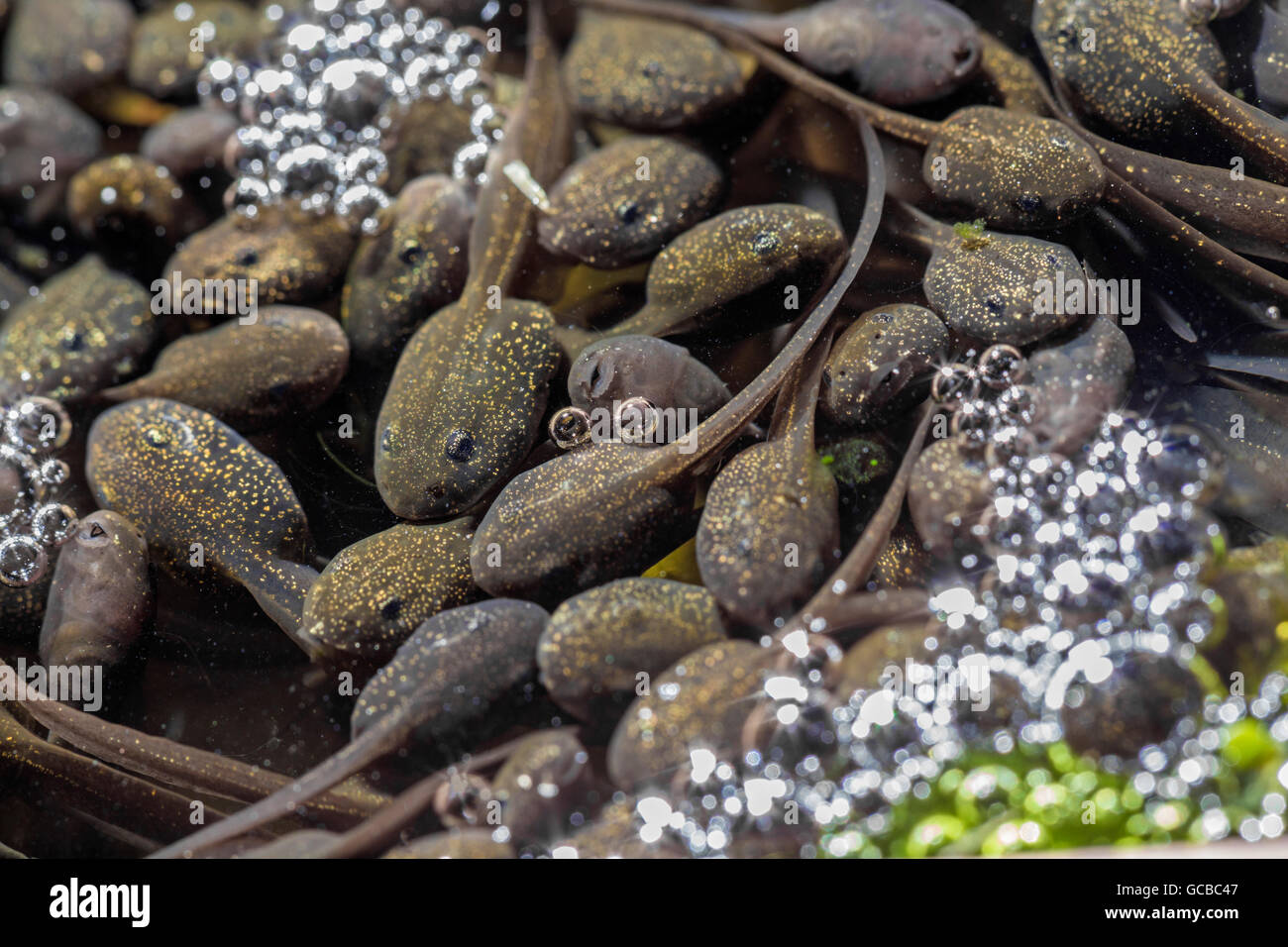 Tadpoles in a garden pond Stock Photo - Alamy