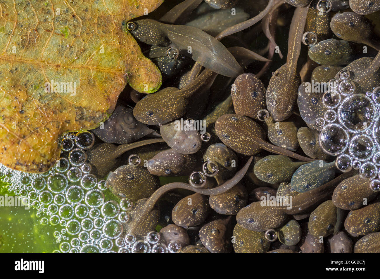 Tadpoles in a garden pond Stock Photo - Alamy