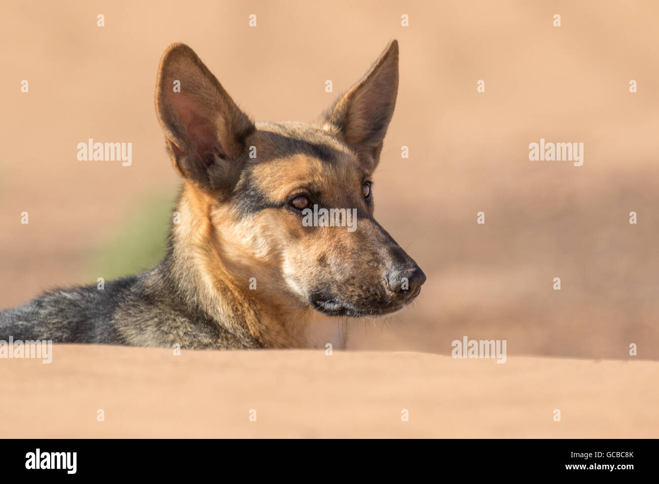German shepherd head shot hi-res stock photography and images - Alamy