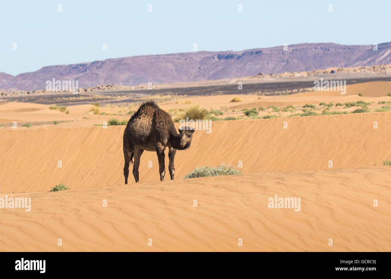 single camel facing forward in Morocco desert Stock Photo - Alamy